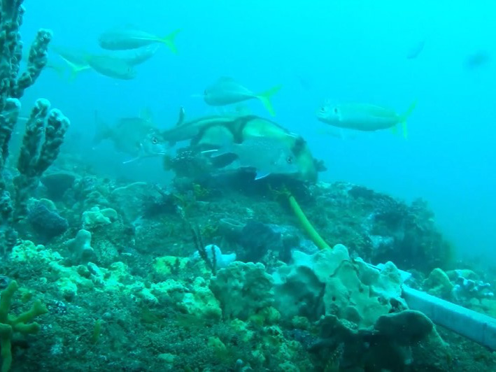Effects of extreme floods on offshore fish